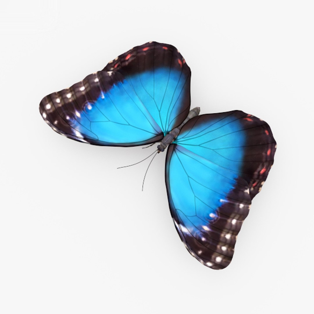 3D butterfly morpho - TurboSquid 1530238