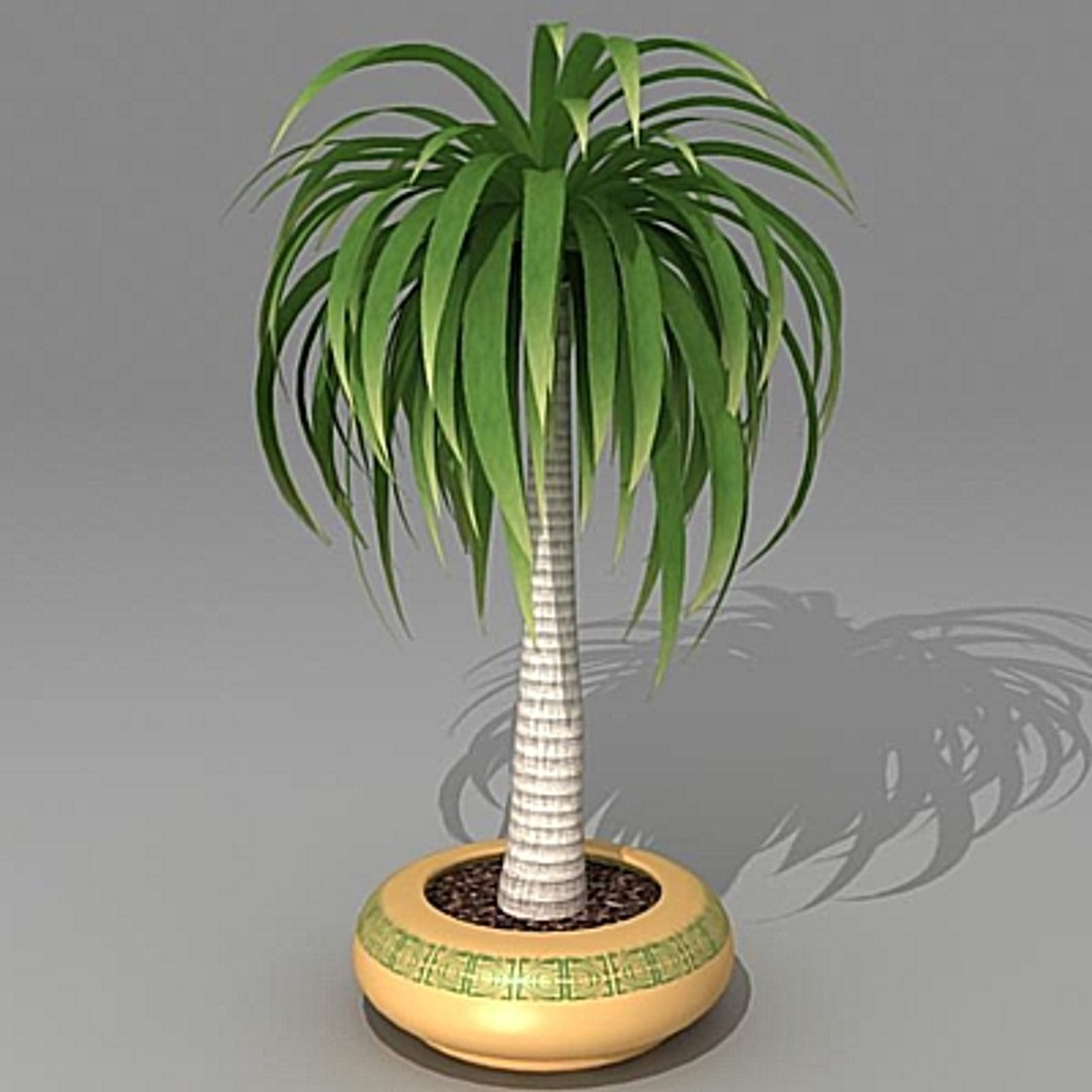 3d Yucca Model