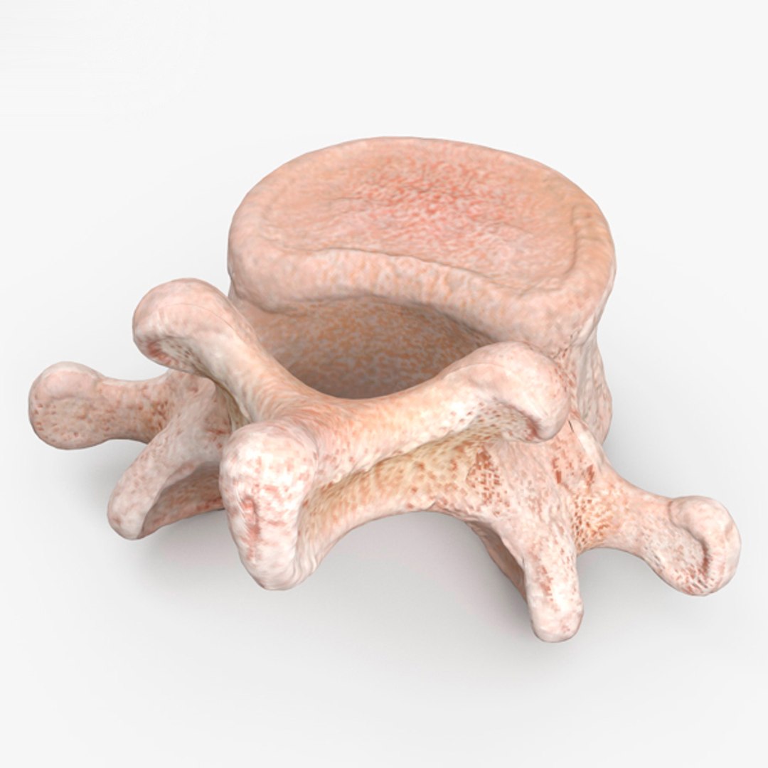 Human vertebrae 3D model - TurboSquid 1578426