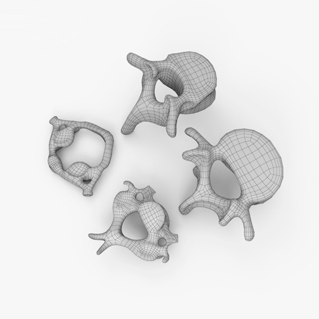 Human vertebrae 3D model - TurboSquid 1578426