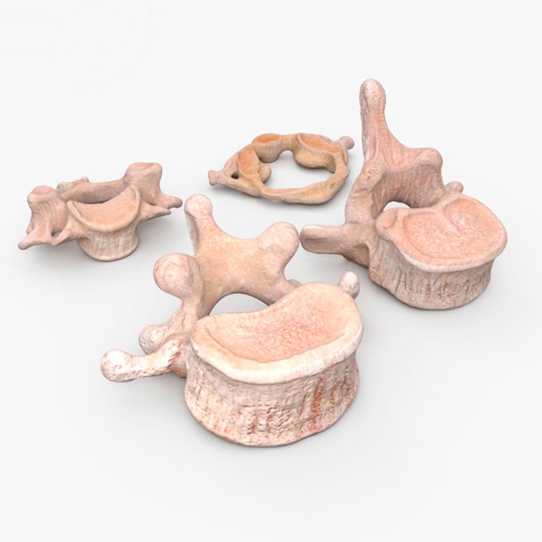 Human vertebrae 3D model - TurboSquid 1578426