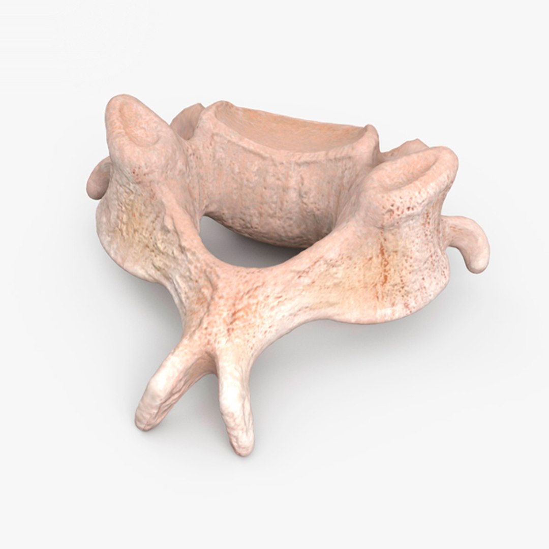 Human vertebrae 3D model - TurboSquid 1578426