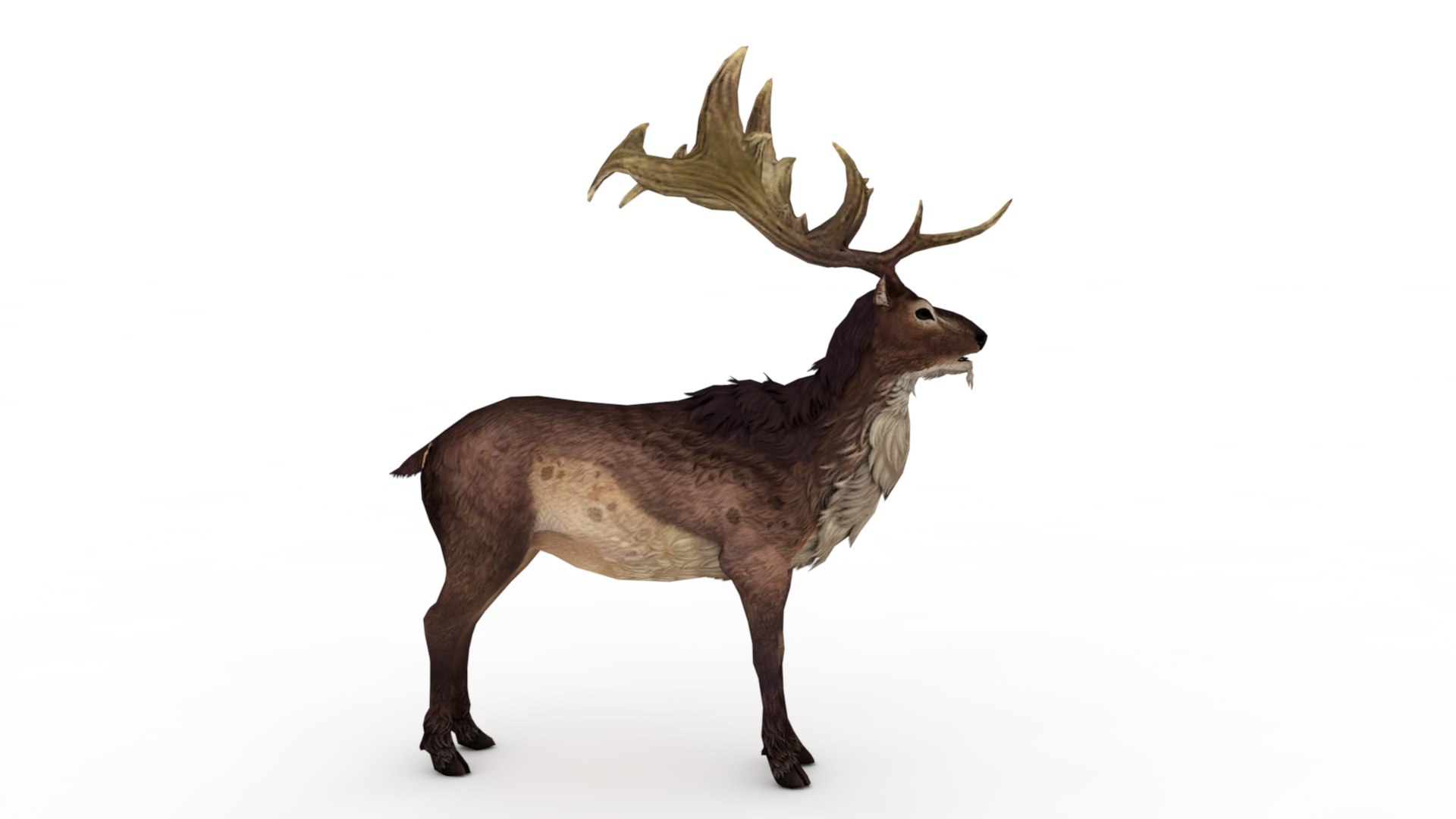 3D Musk Deer - TurboSquid 1917194