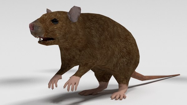 modelo 3d Rata Low Poly - TurboSquid 803182