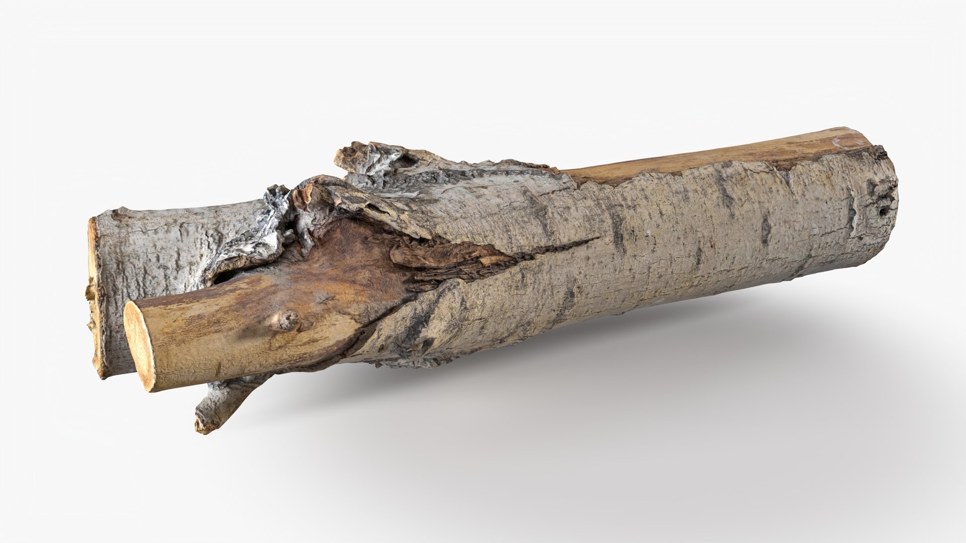 3D Tree Bark Scanned 6 StemCell - TurboSquid 2280898