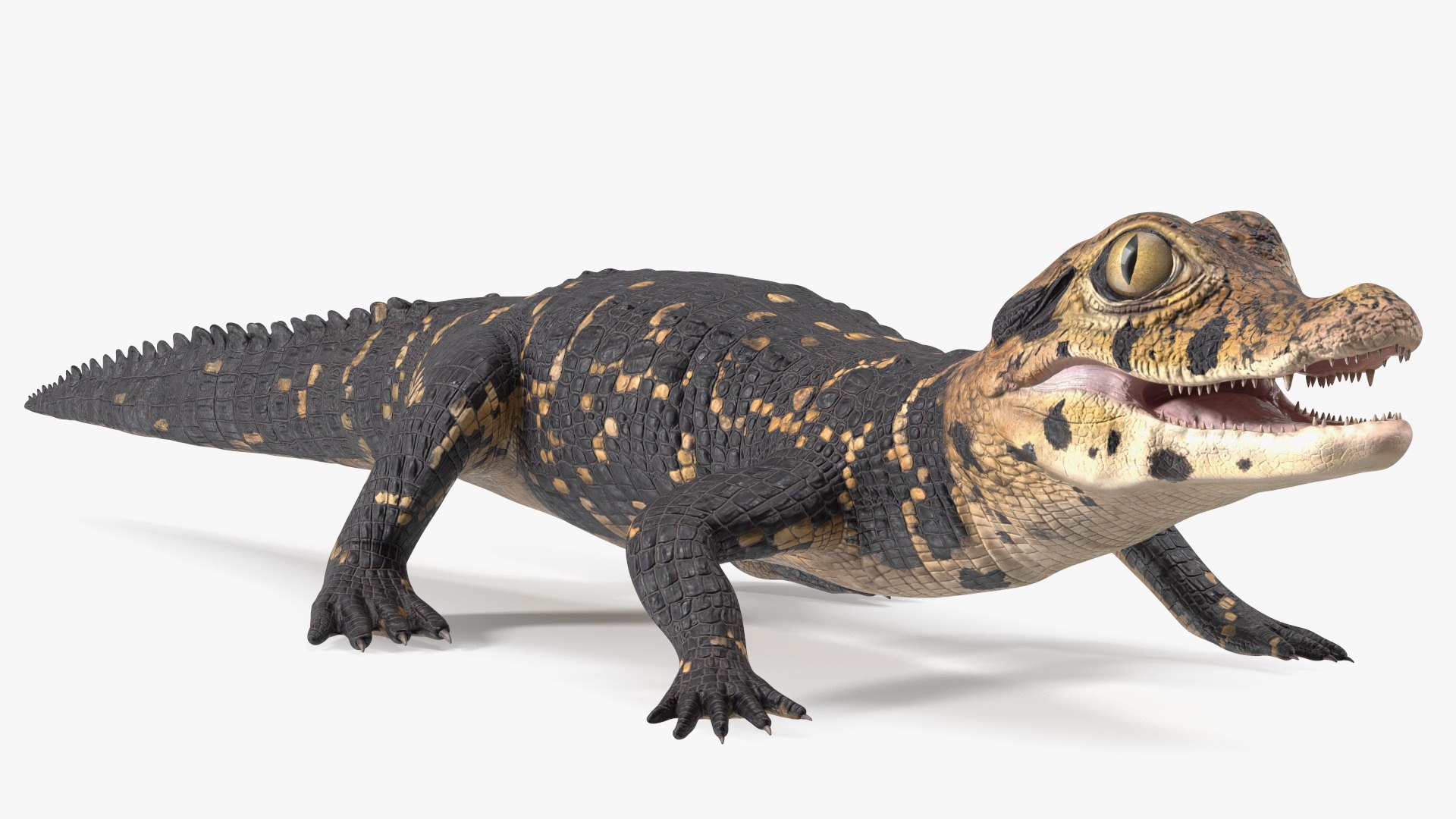 Black Caiman Baby Rigged For Maya 3D Model - TurboSquid 2264796