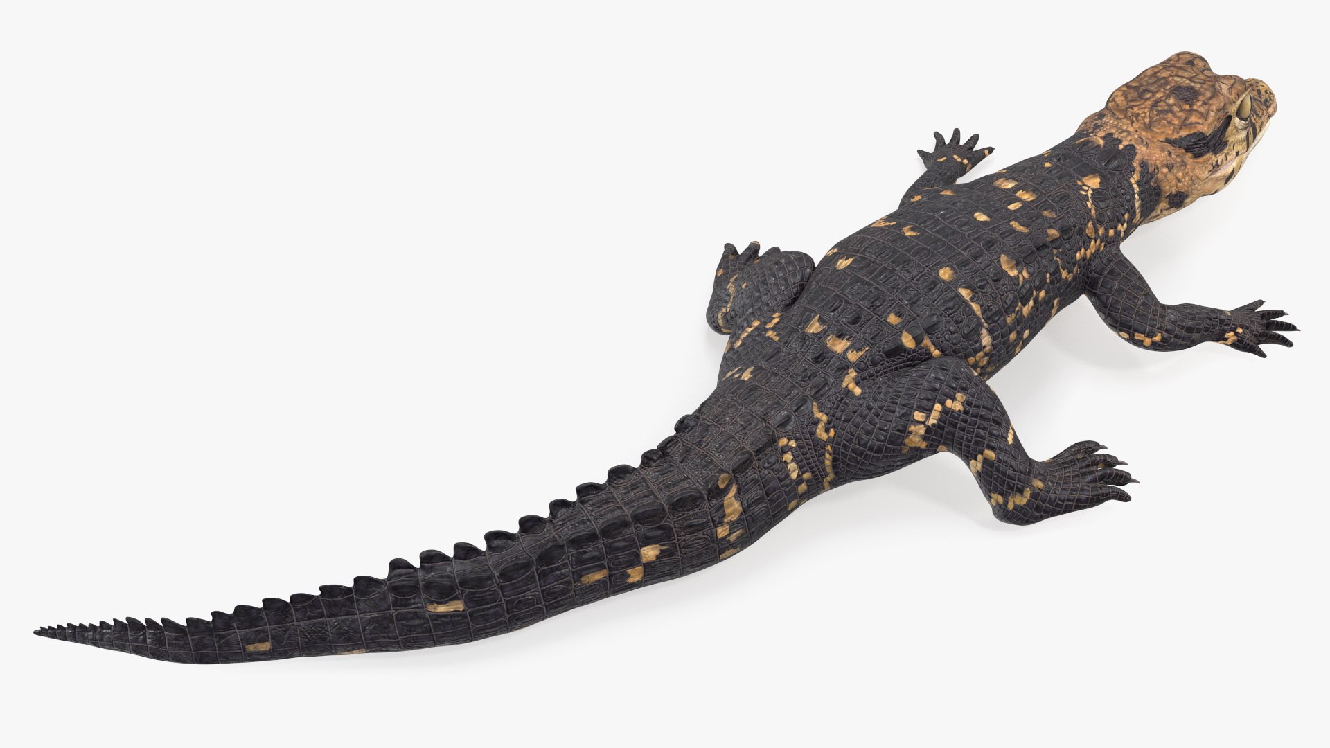 Black Caiman Baby Rigged For Maya 3D Model - TurboSquid 2264796