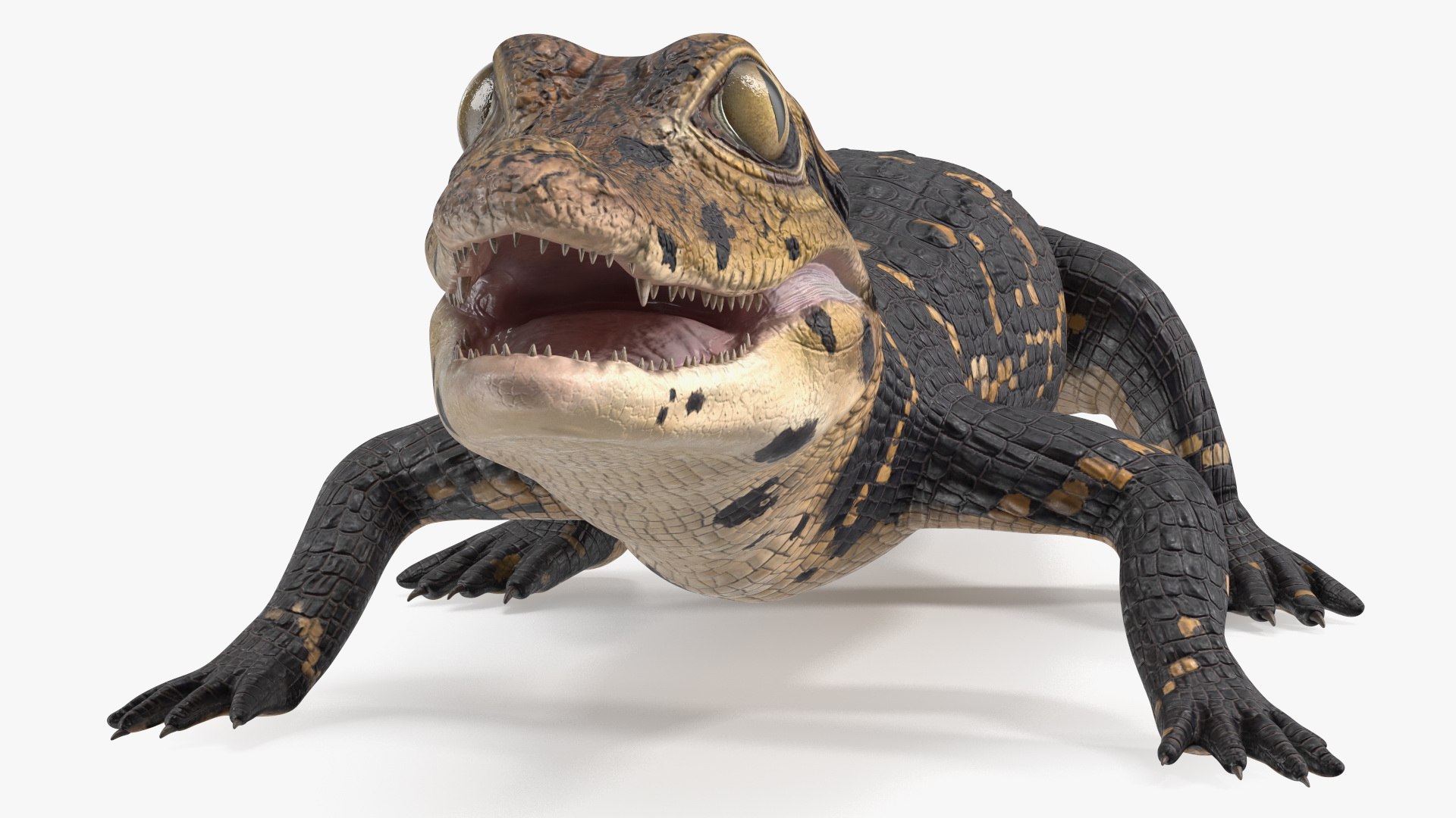 Black Caiman Baby Rigged For Maya 3D Model - TurboSquid 2264796