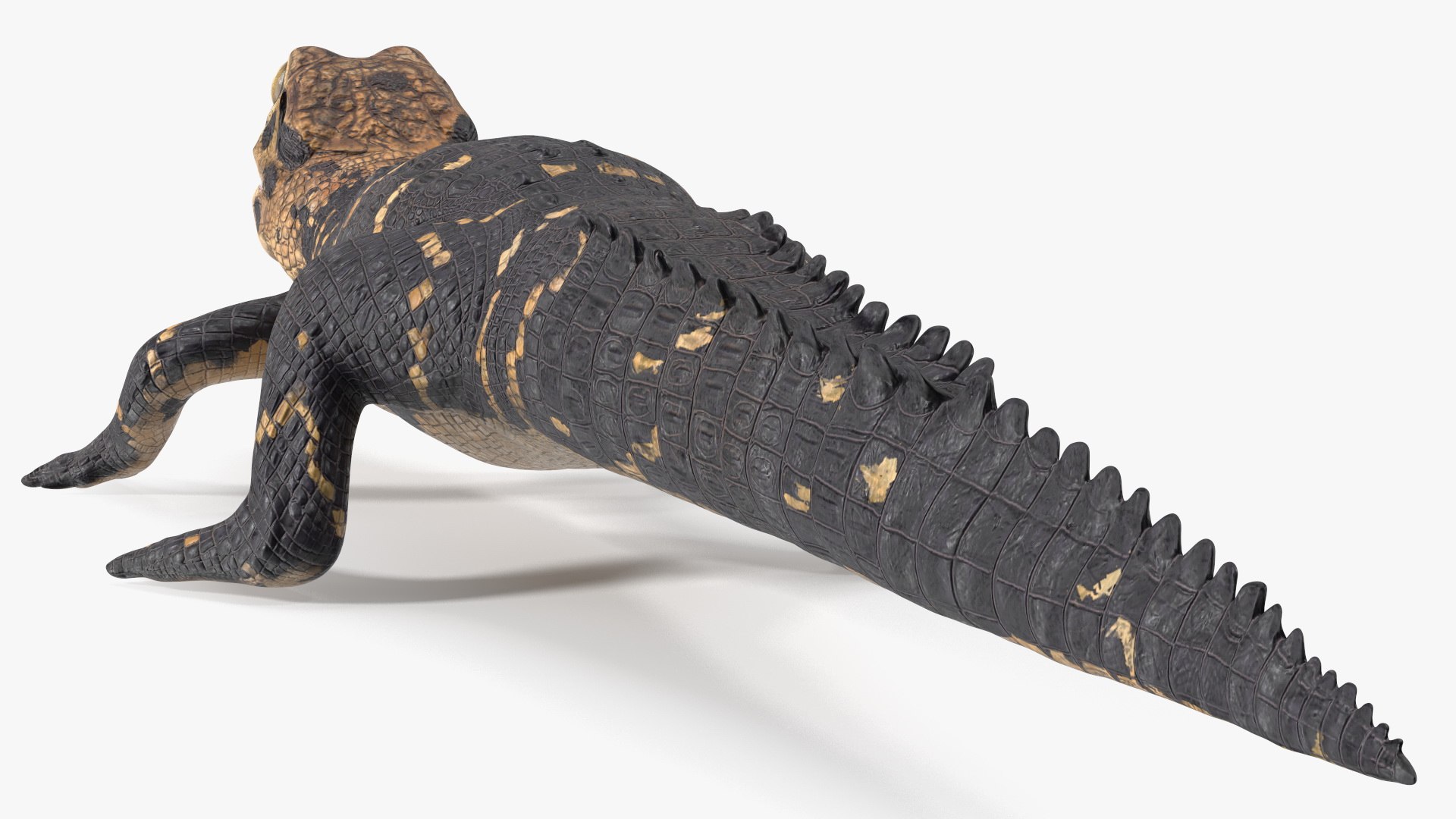 Black Caiman Baby Rigged For Maya 3D Model - TurboSquid 2264796