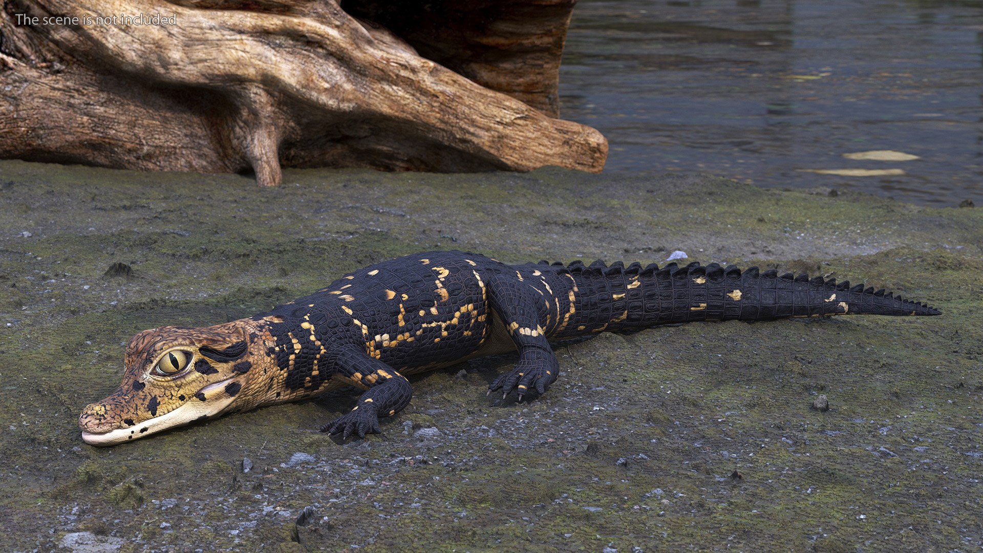 Black Caiman Baby Rigged For Maya 3D Model - TurboSquid 2264796