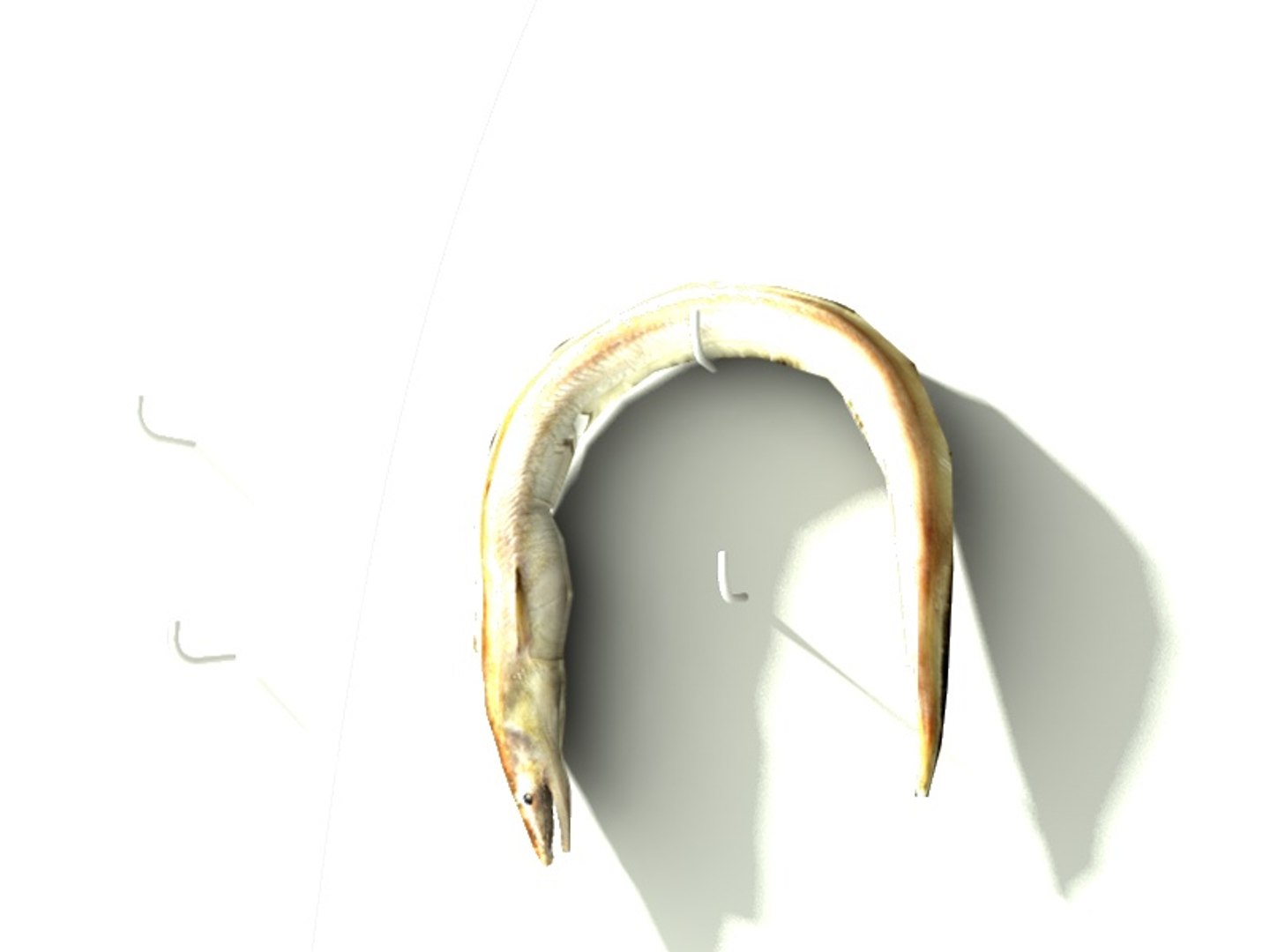 eel 3d model