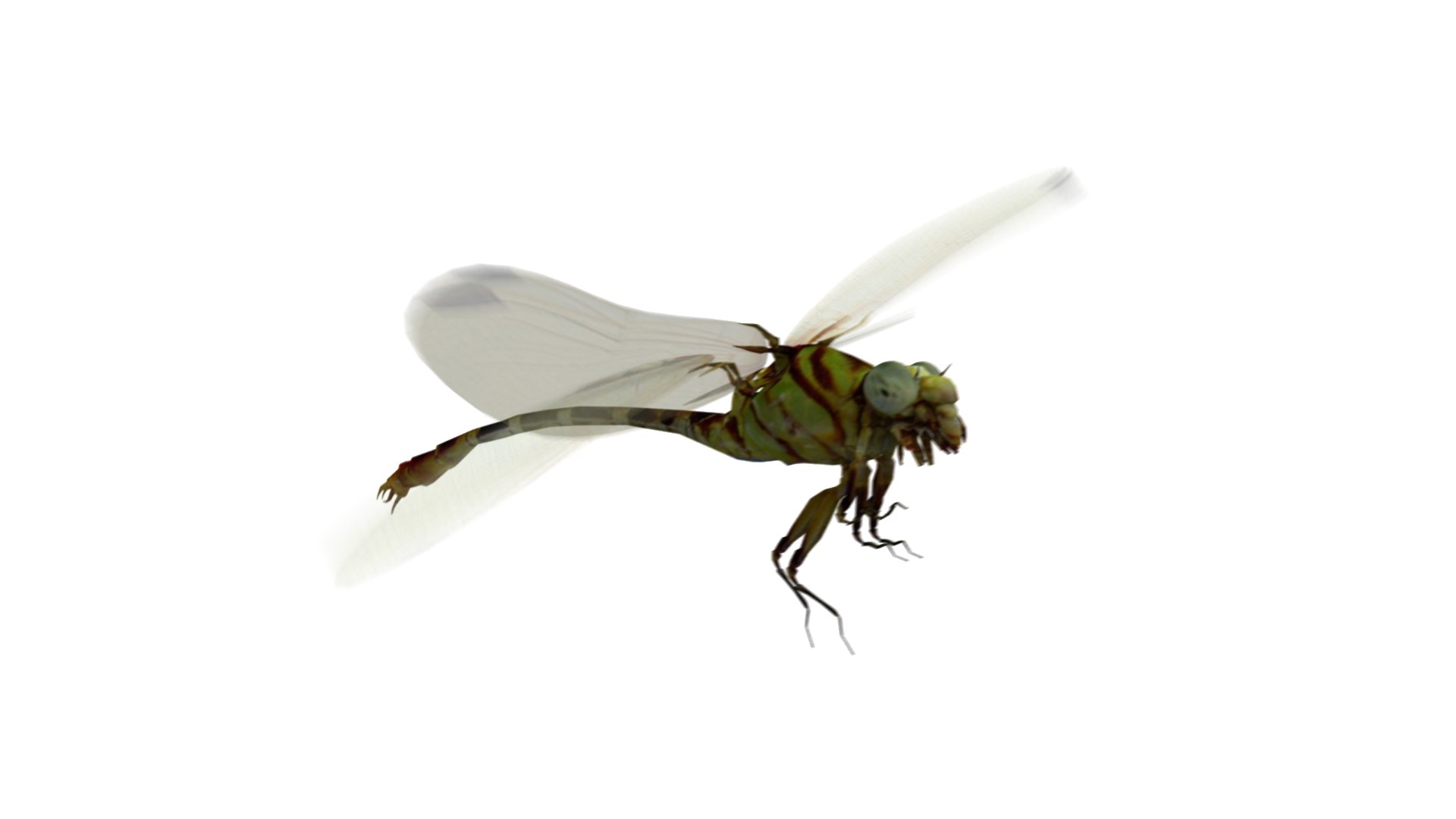 3d Model Dragonfly