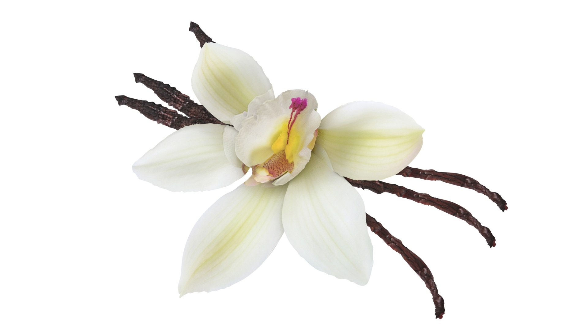 3D Vanilla - TurboSquid 2231843