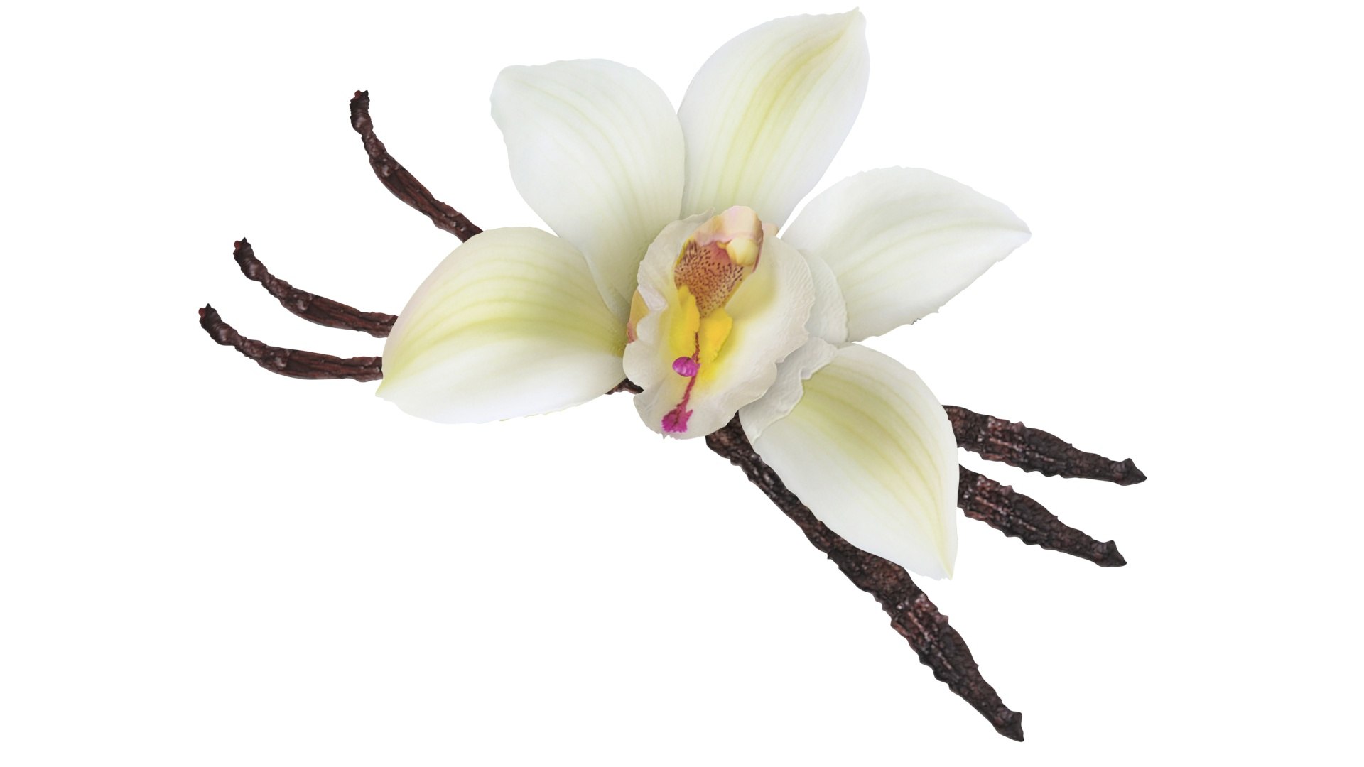 3D Vanilla - TurboSquid 2231843