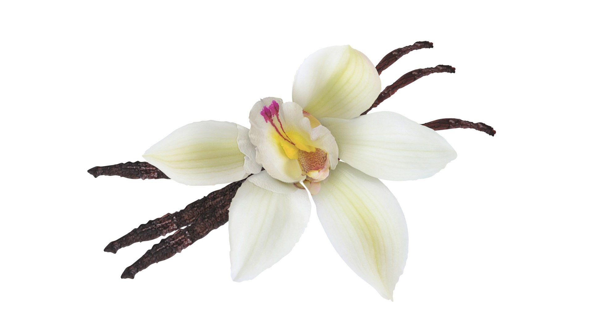 3D Vanilla - TurboSquid 2231843