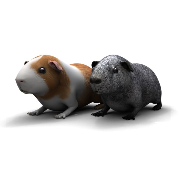 Guinea Pig 3D Models for Download | TurboSquid