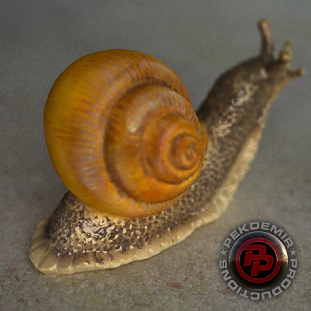 Snail 3d Model