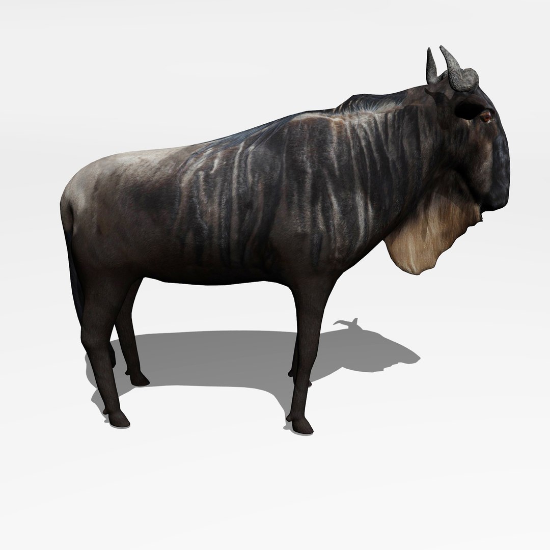3d Model Antelope Gnu