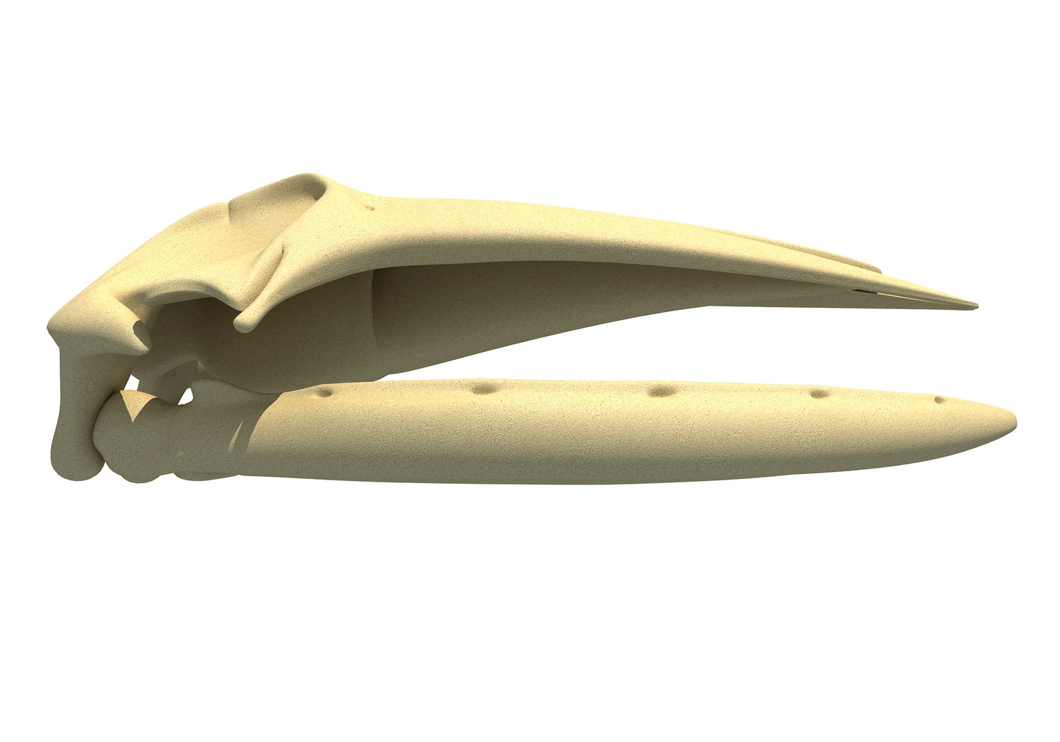 Humpback Whale Skull Skeleton 3D Model - TurboSquid 1306477