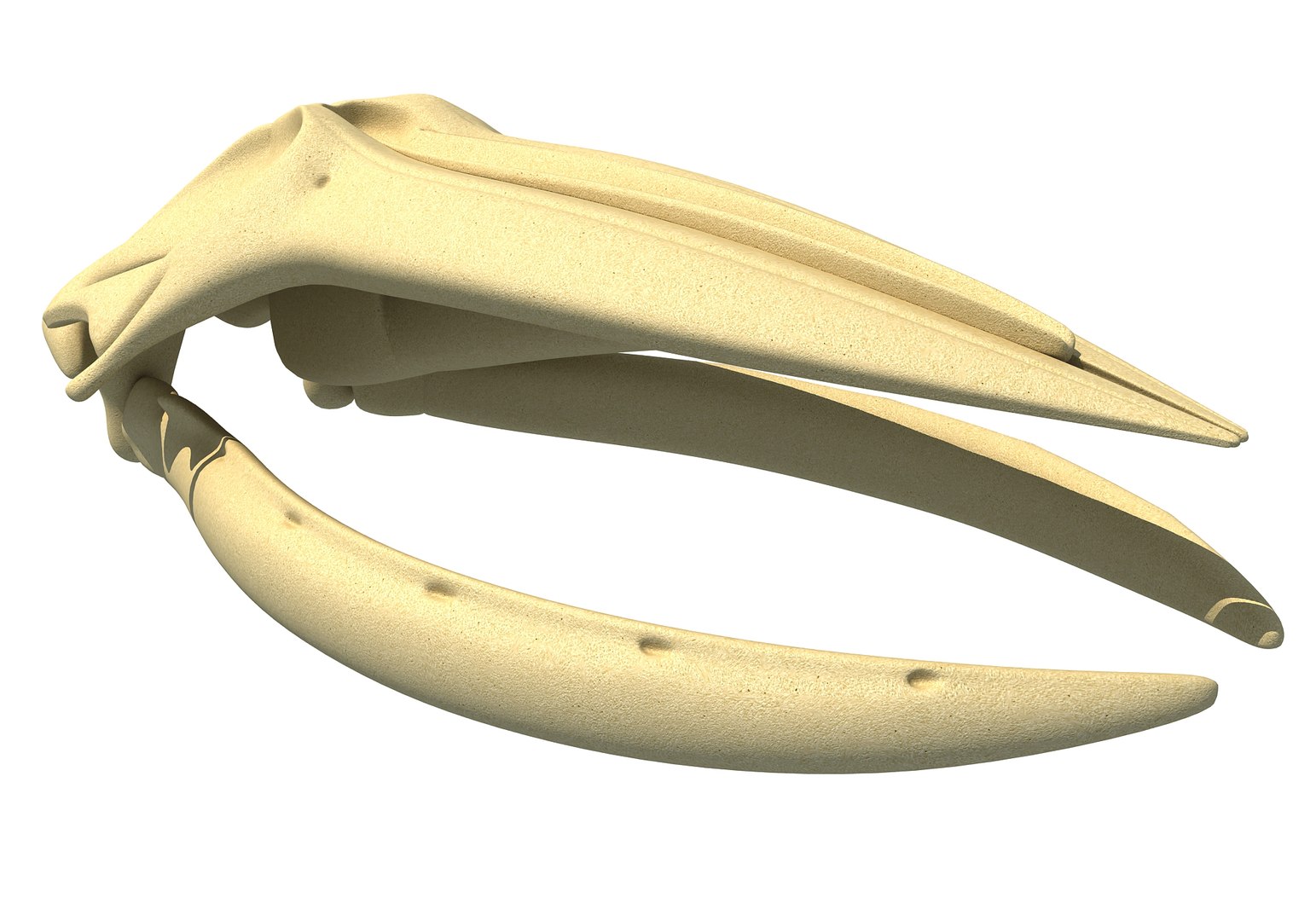 Humpback Whale Skull Skeleton 3D Model - TurboSquid 1306477