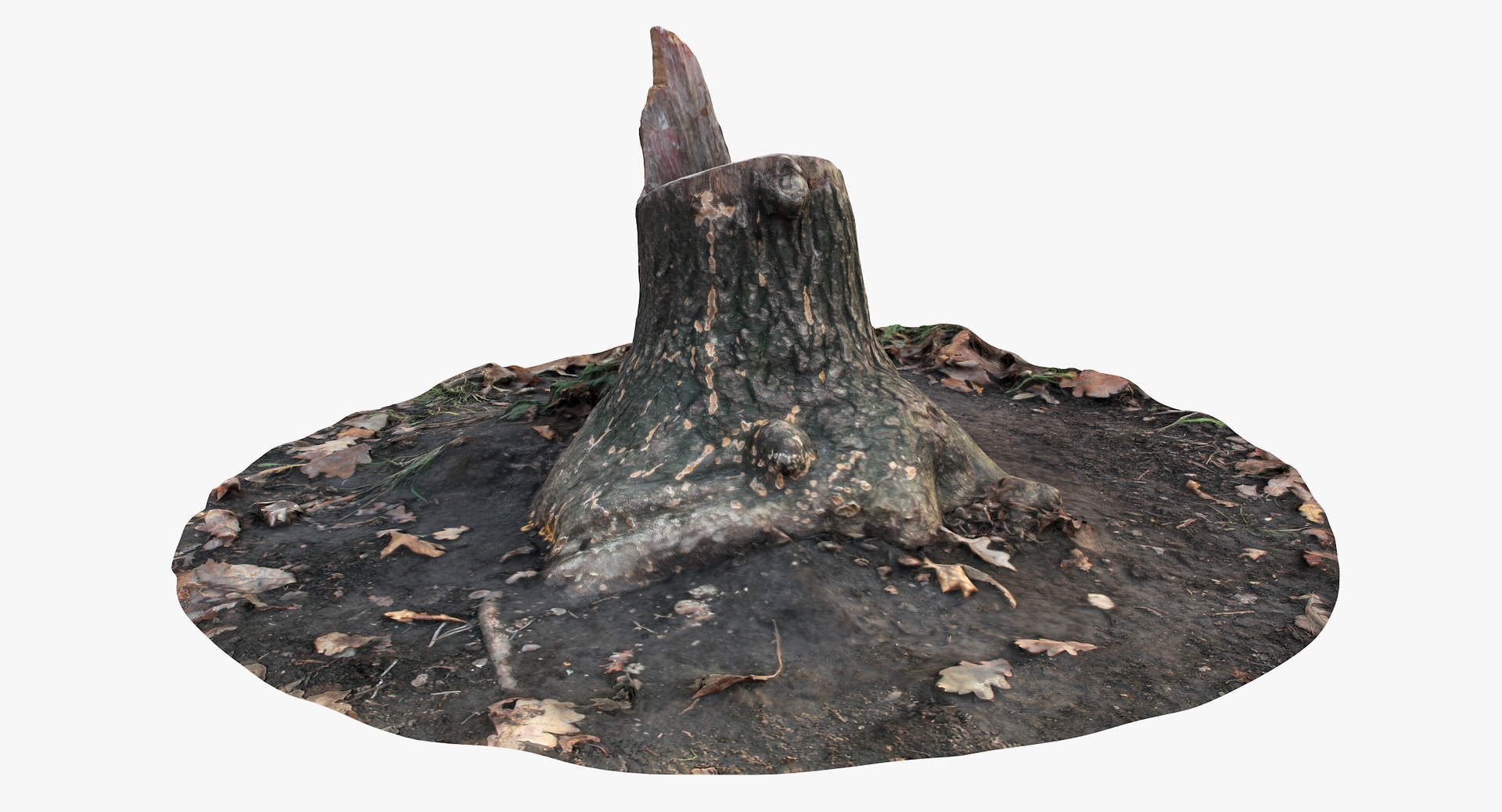 Oak Stump 7 Model - TurboSquid 1247686