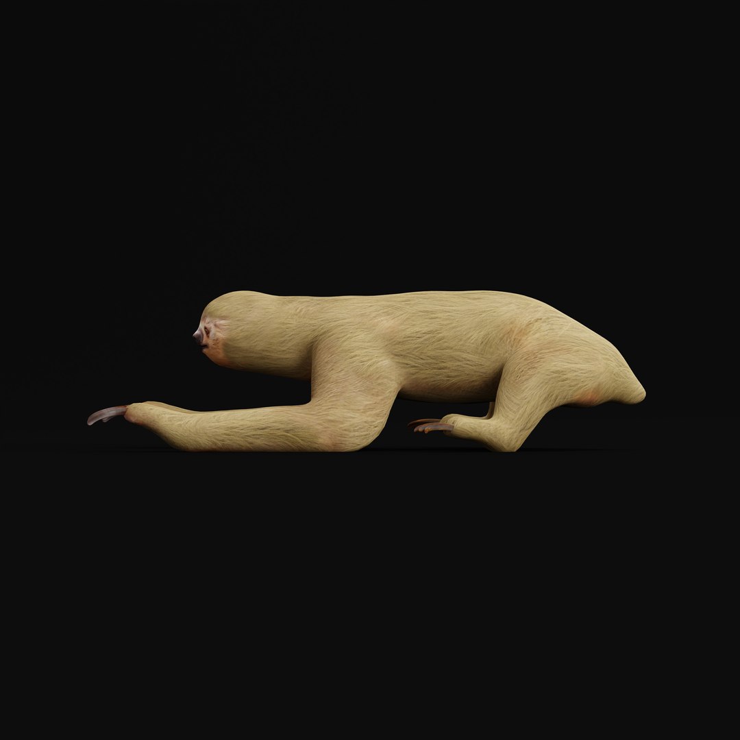 Two Toed Sloth Model - TurboSquid 2312322