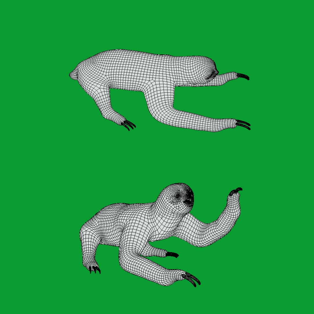 Two Toed Sloth Model - TurboSquid 2312322