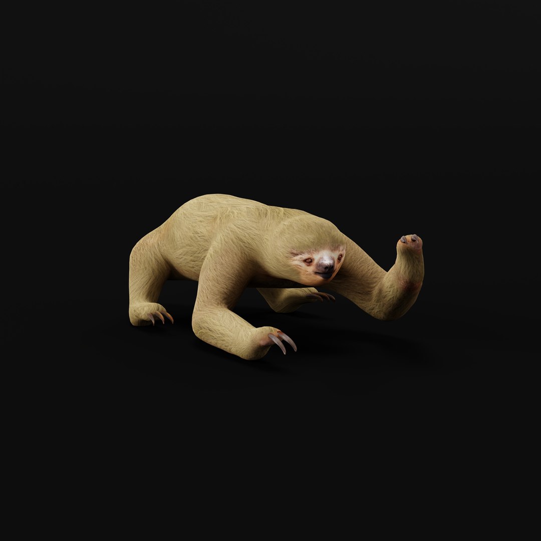 Two Toed Sloth Model - TurboSquid 2312322