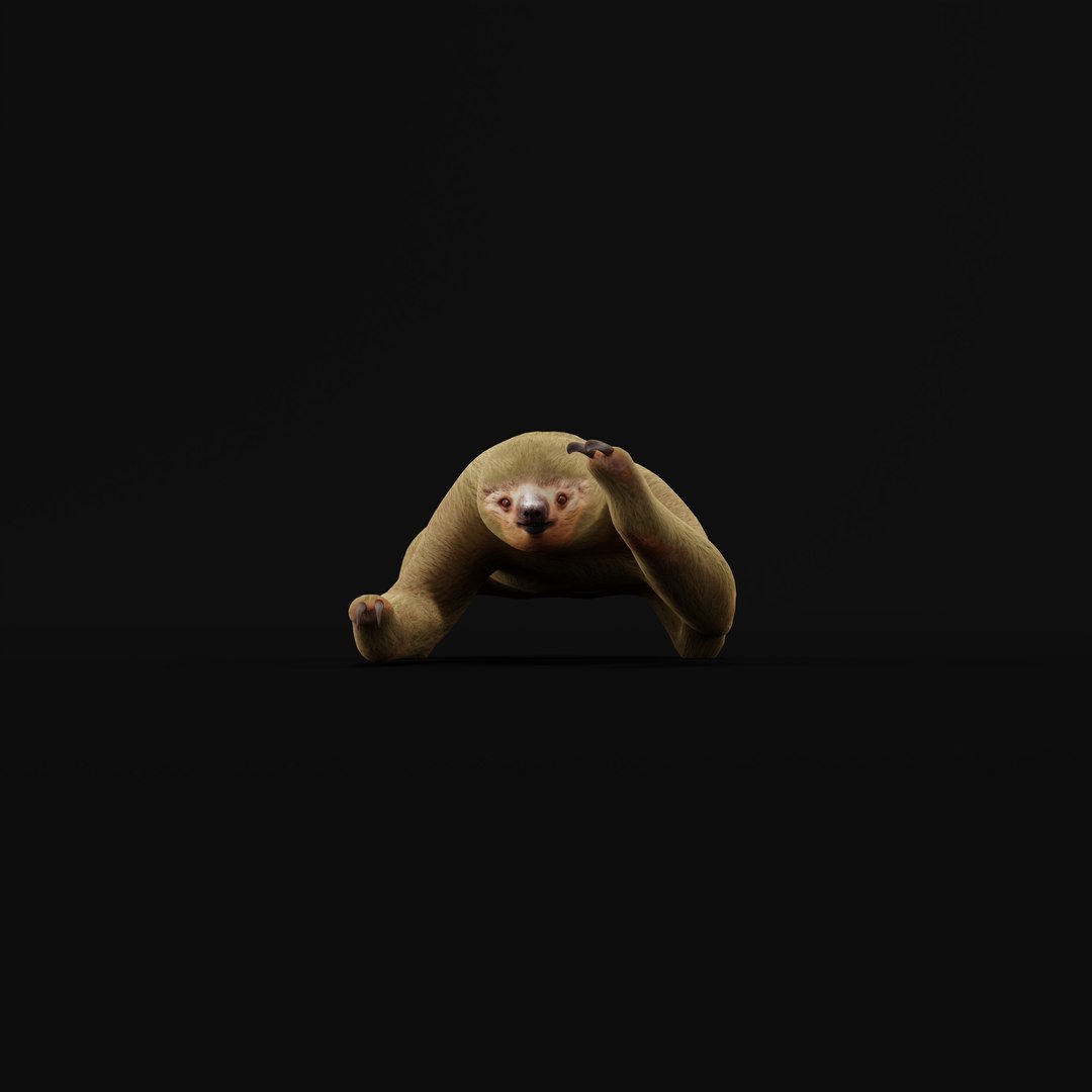 Two Toed Sloth Model - TurboSquid 2312322