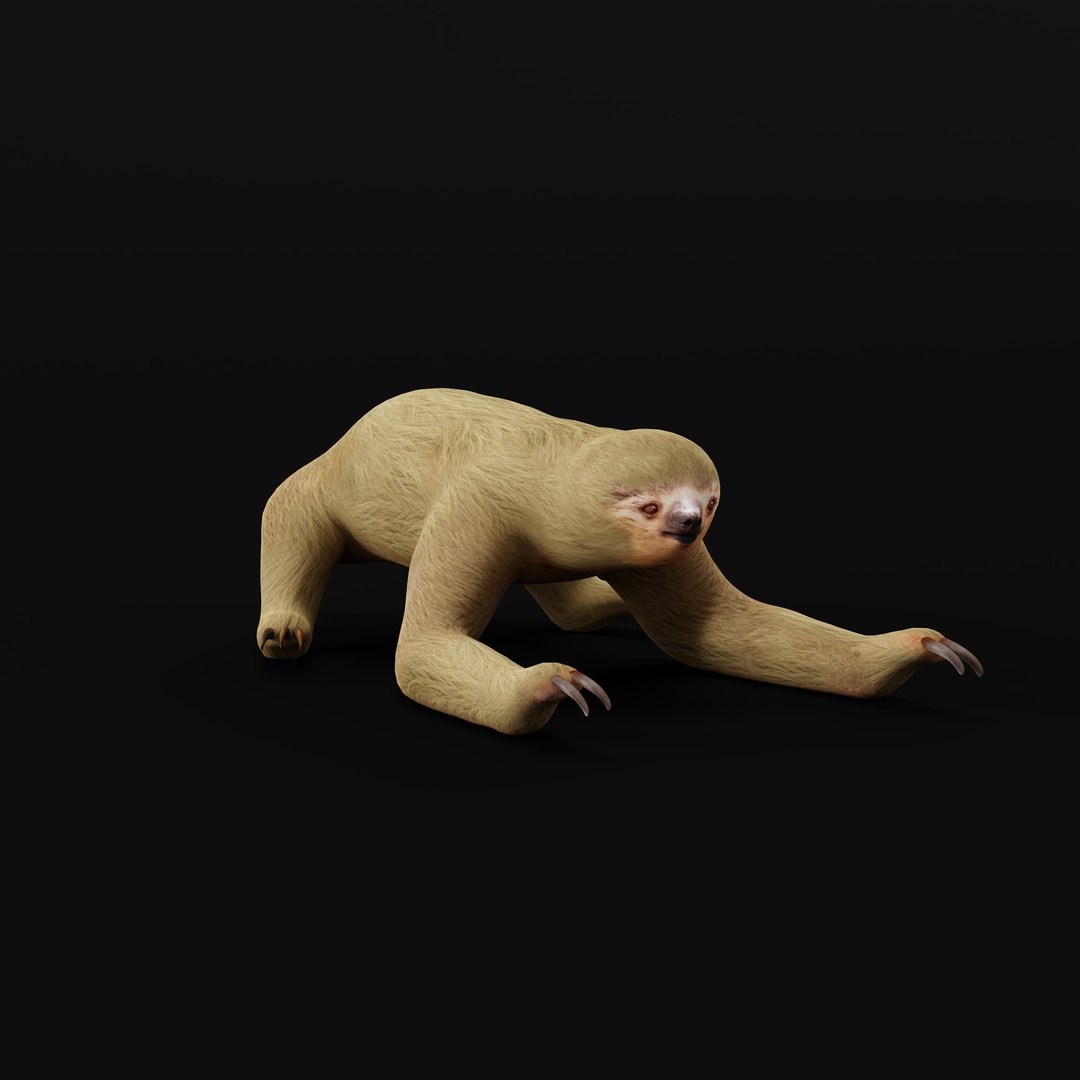 Two Toed Sloth Model - TurboSquid 2312322