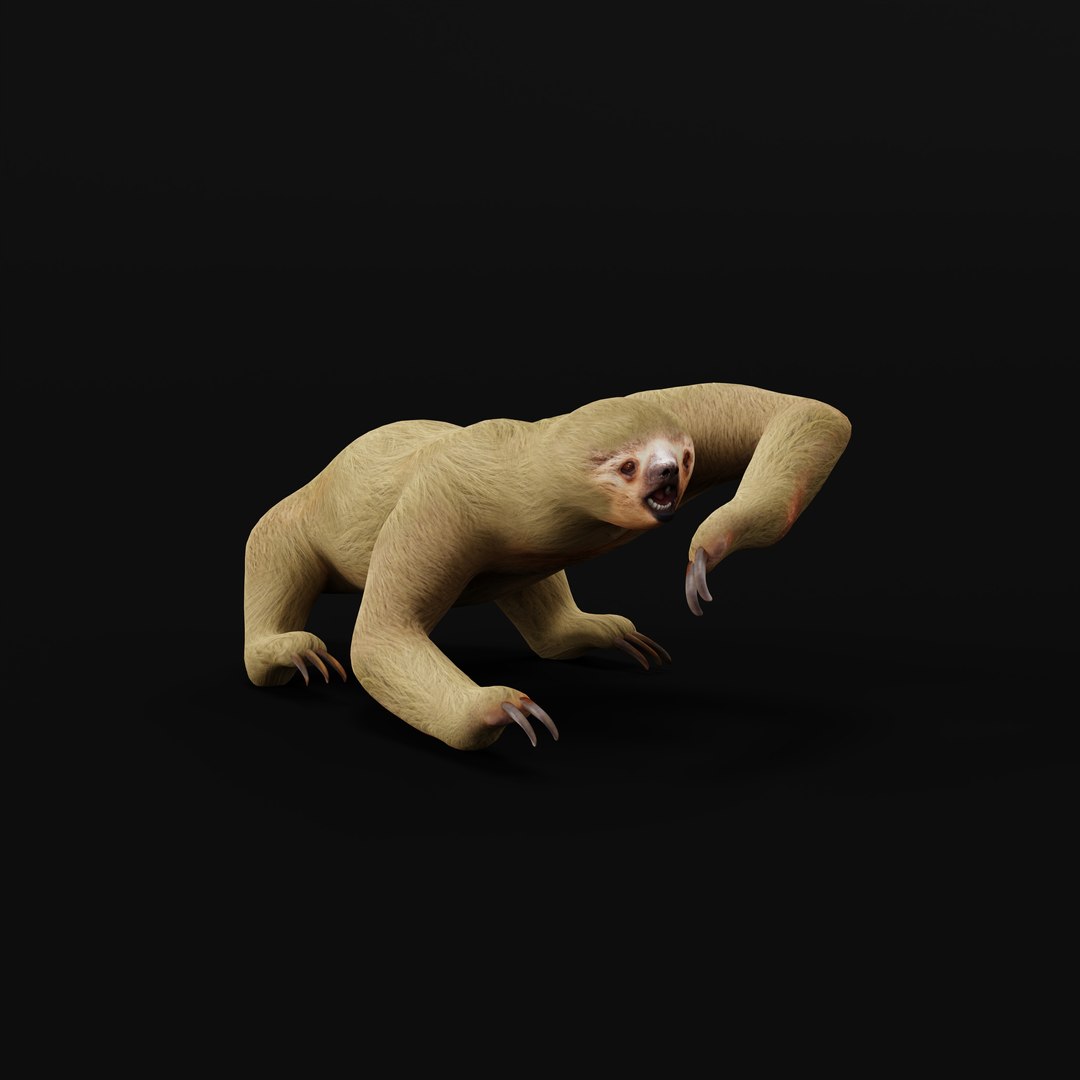 Two Toed Sloth Model - TurboSquid 2312322