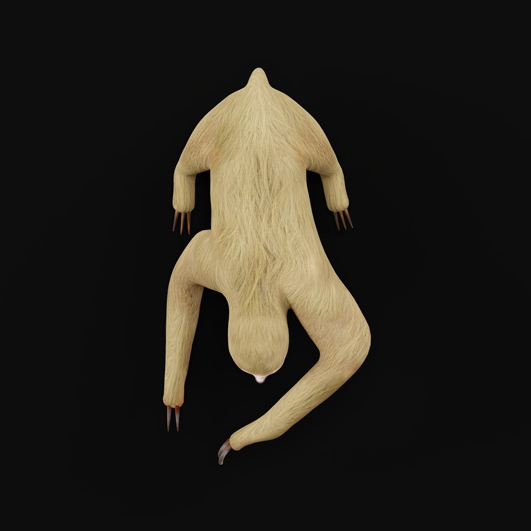 Two Toed Sloth Model - TurboSquid 2312322