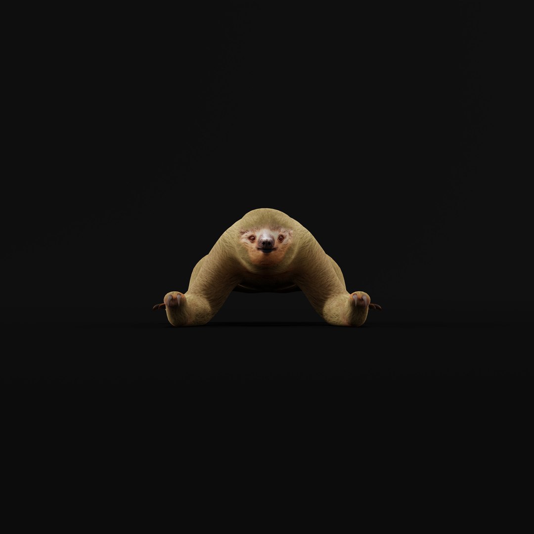 Two Toed Sloth Model - TurboSquid 2312322
