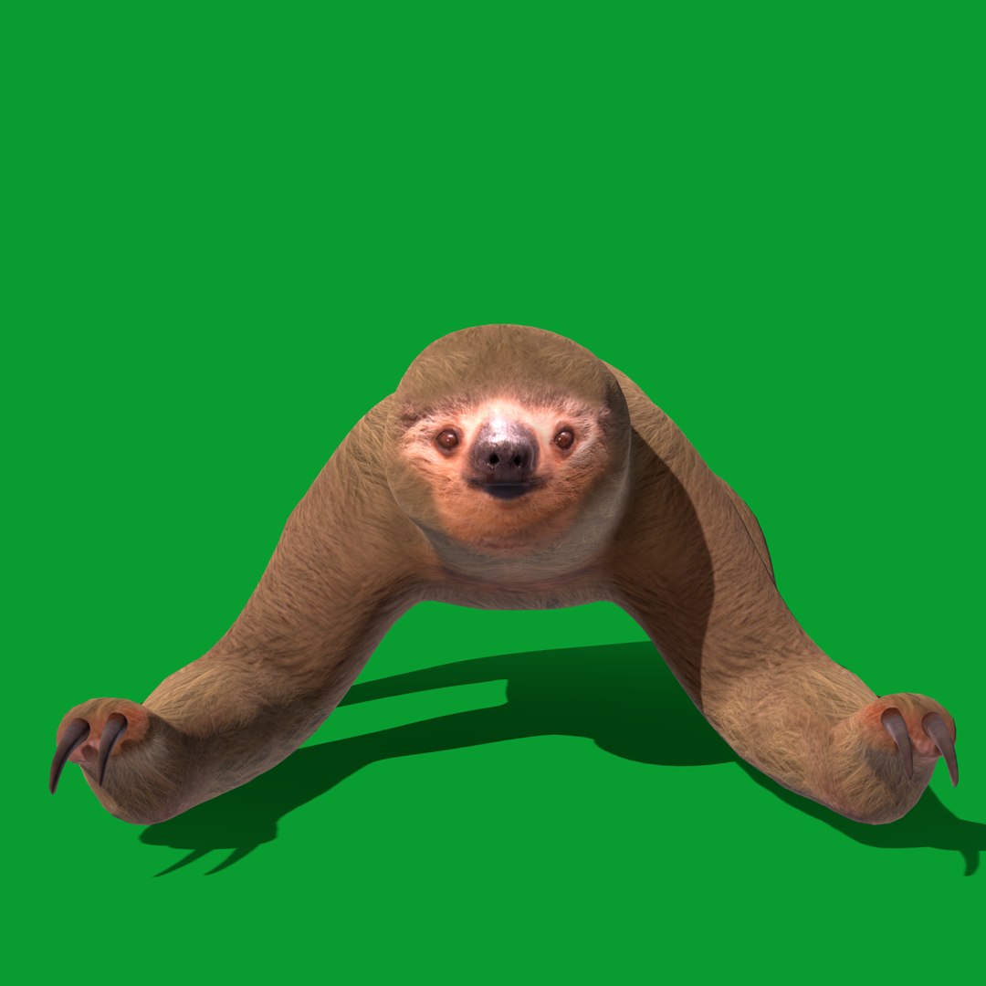 Two Toed Sloth Model - TurboSquid 2312322