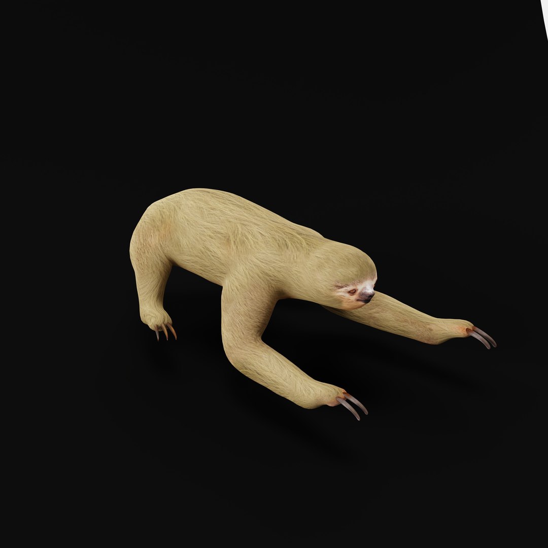 Two Toed Sloth Model - TurboSquid 2312322