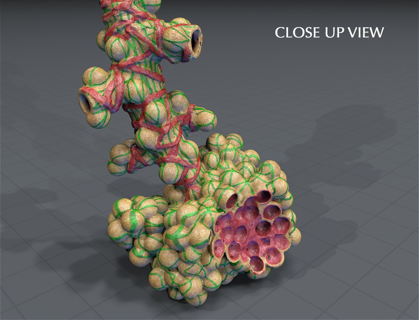 Alveoli Lungs 3D Model - TurboSquid 1476936