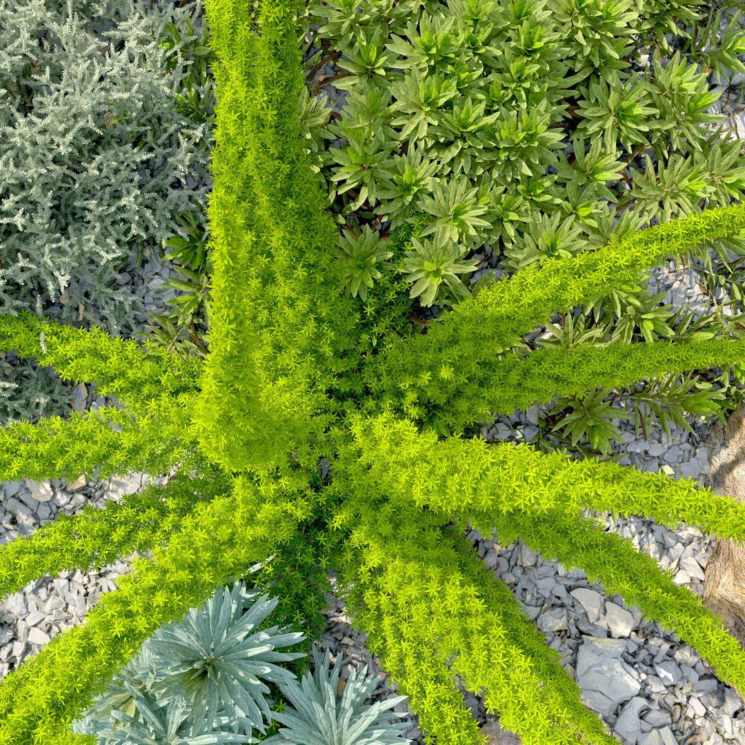 Garden Plants 3D Model - TurboSquid 2427430