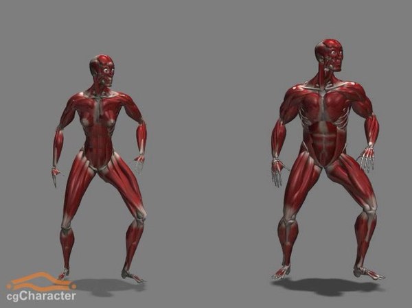 Man Muscle 3D Models for Download | TurboSquid