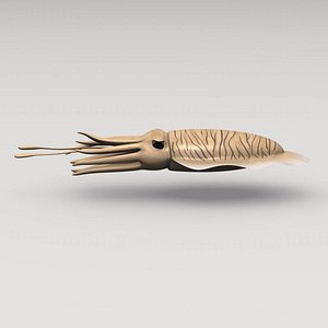 Cuttlefish 3D Models for Download | TurboSquid