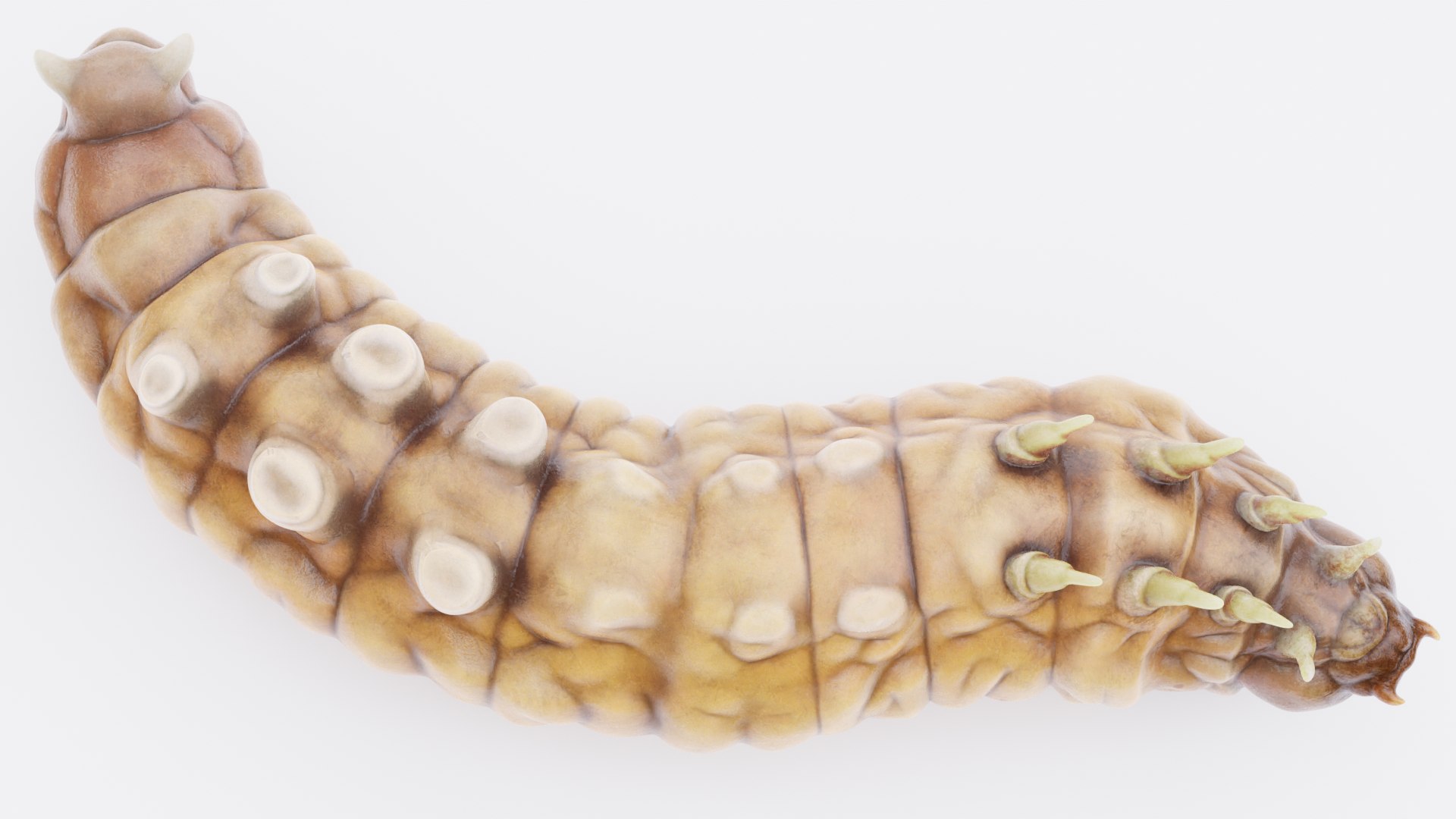 3D Wax Worm Rigged Model - TurboSquid 2115653