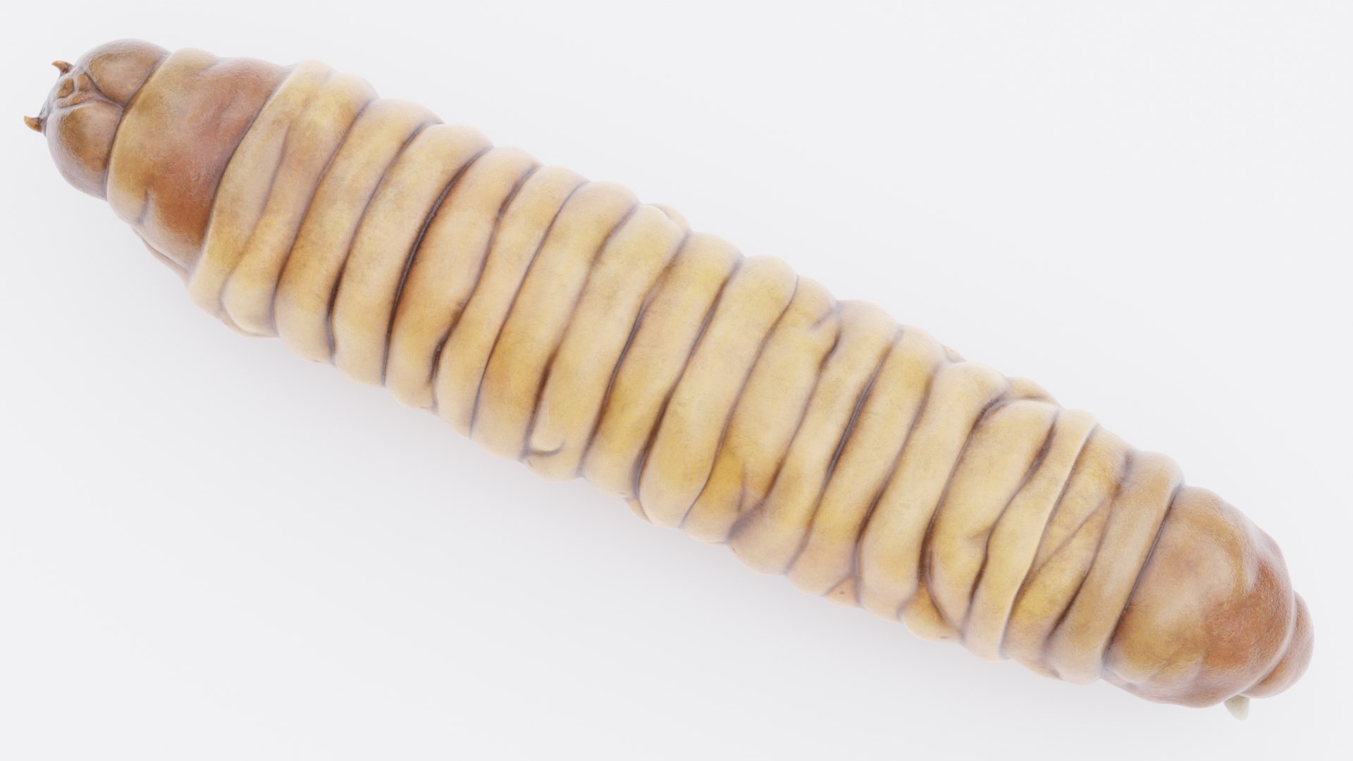 3D Wax Worm Rigged Model - TurboSquid 2115653