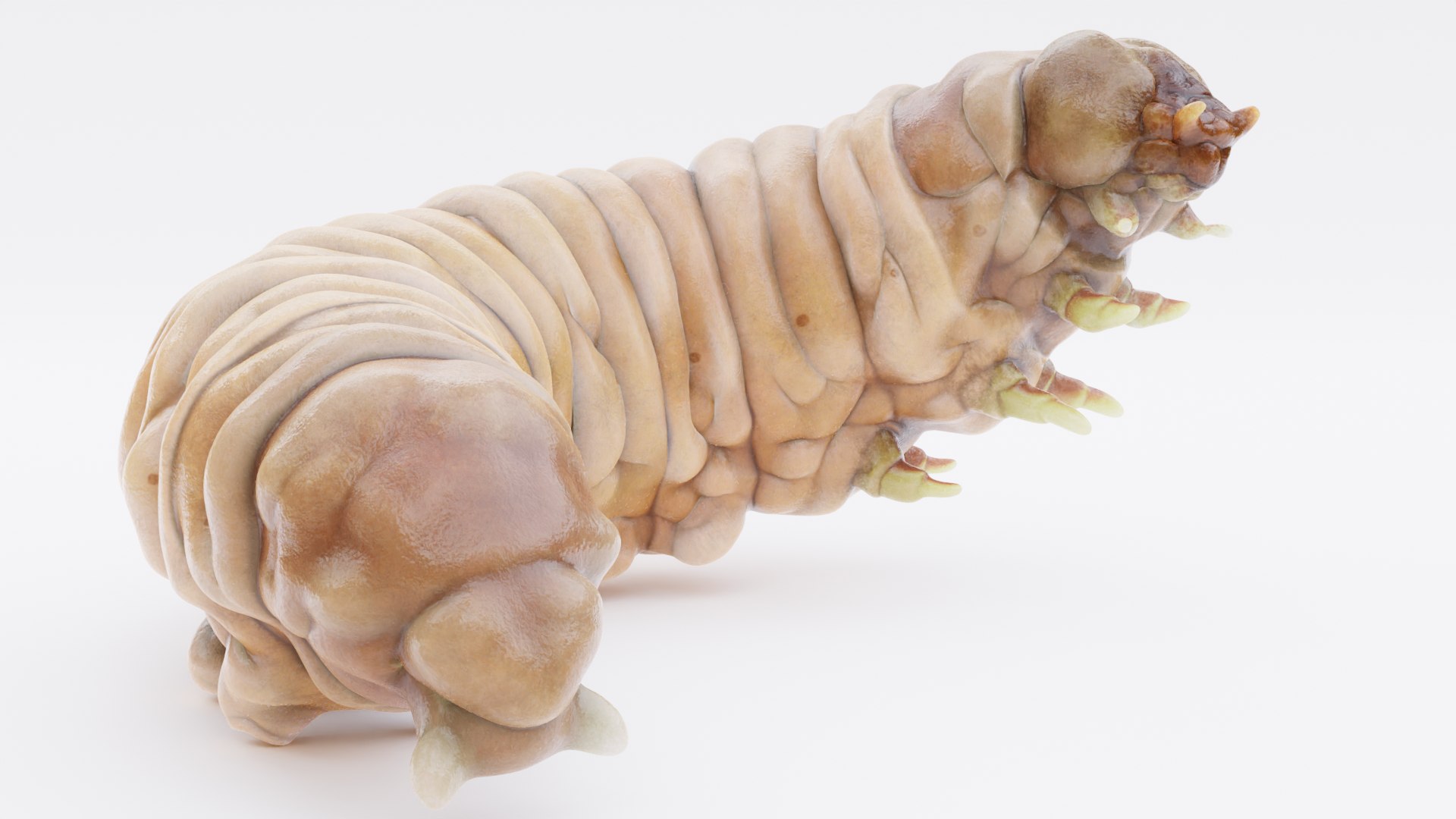 3D Wax Worm Rigged Model - TurboSquid 2115653