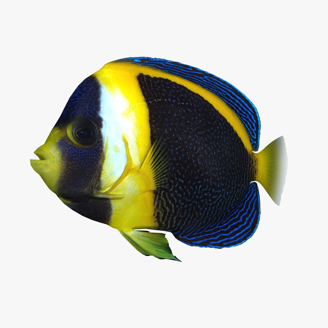 Coral Reef Fish Model - TurboSquid 1522084