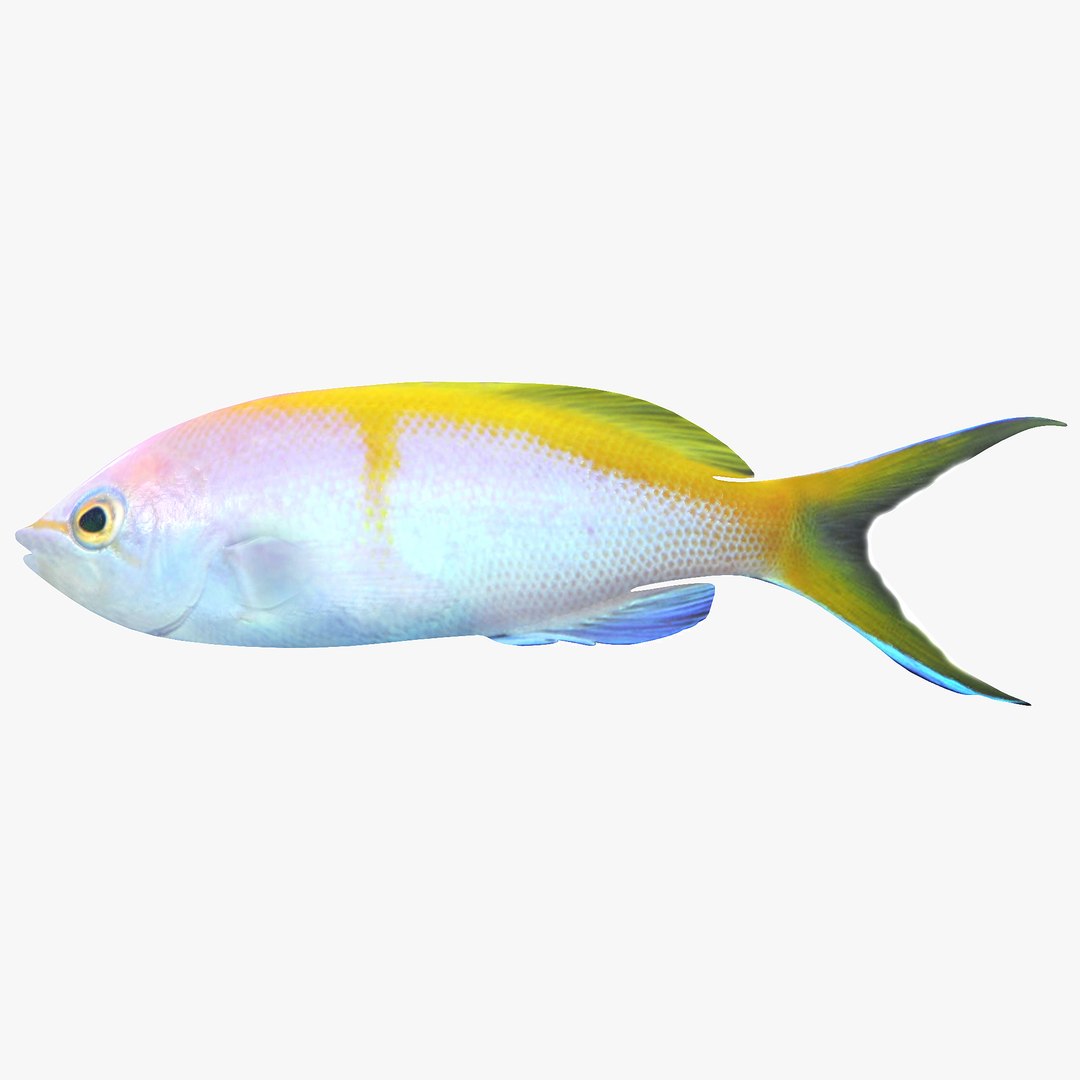 Coral Reef Fish Model - TurboSquid 1522084