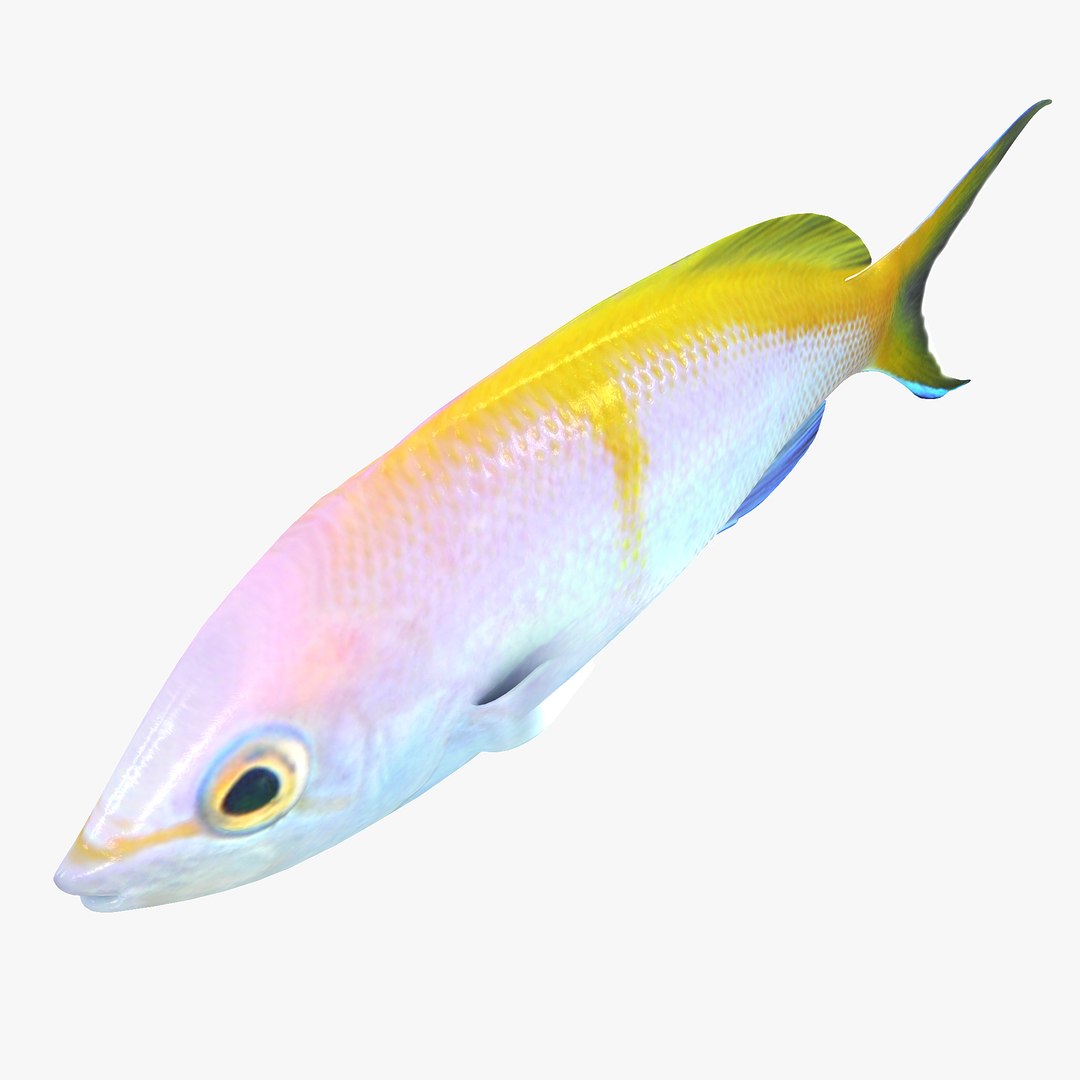 Coral Reef Fish Model - TurboSquid 1522084