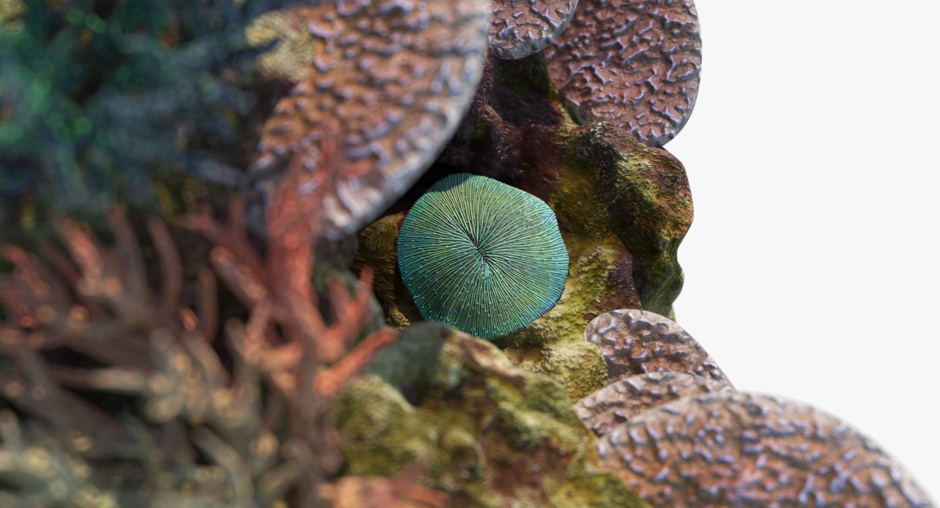 Coral reef fish model - TurboSquid 1522084