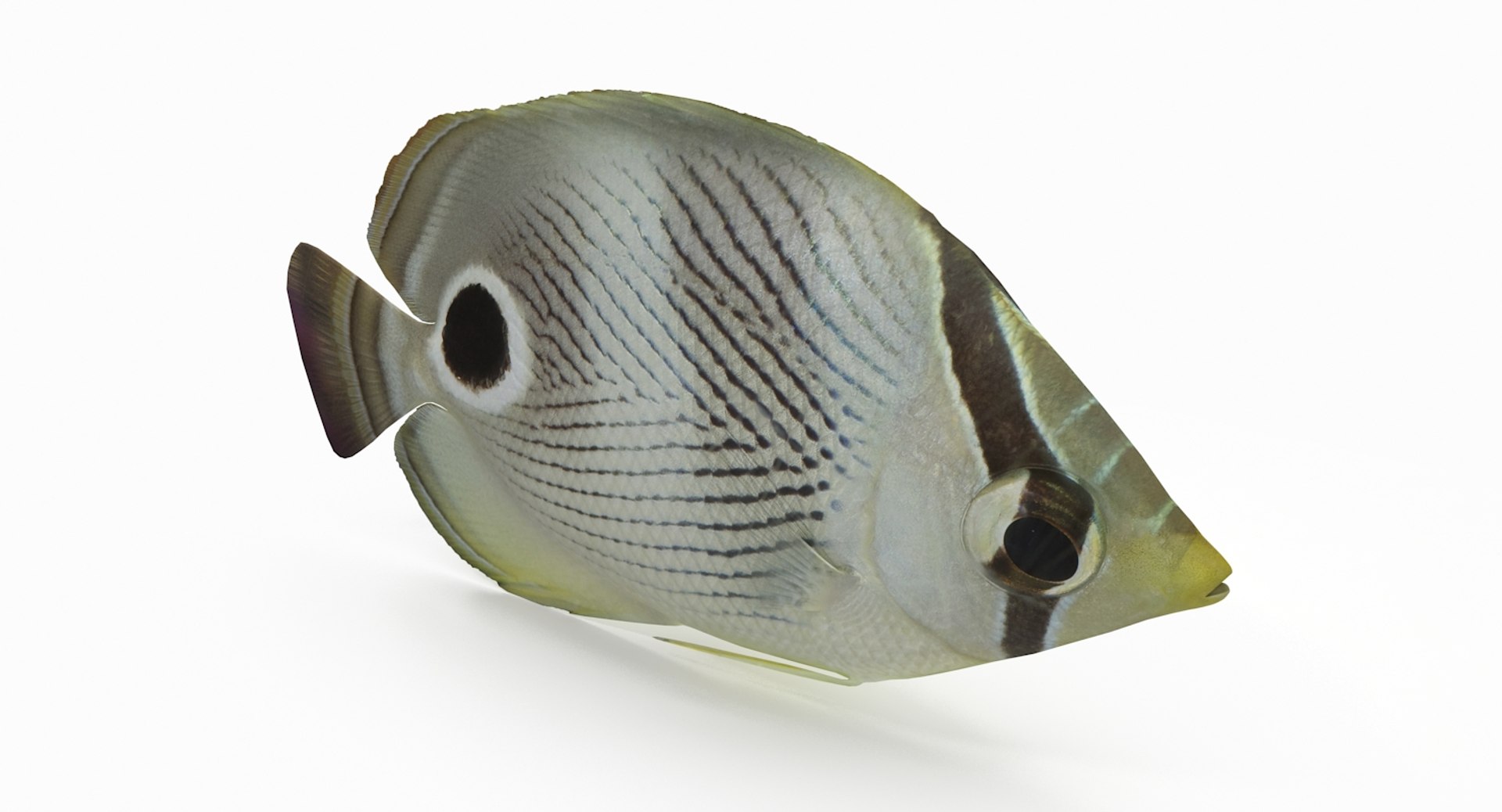 Coral Reef Fish Model - TurboSquid 1522084