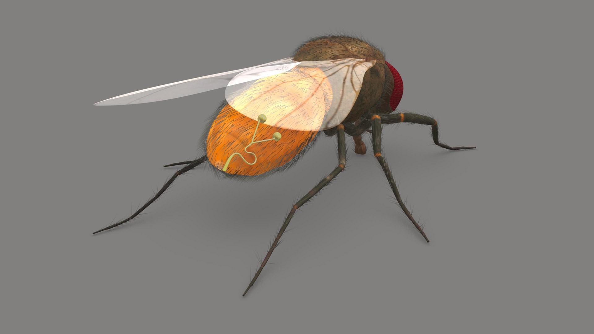 Housefly Male Reproductive System Model - TurboSquid 1803897