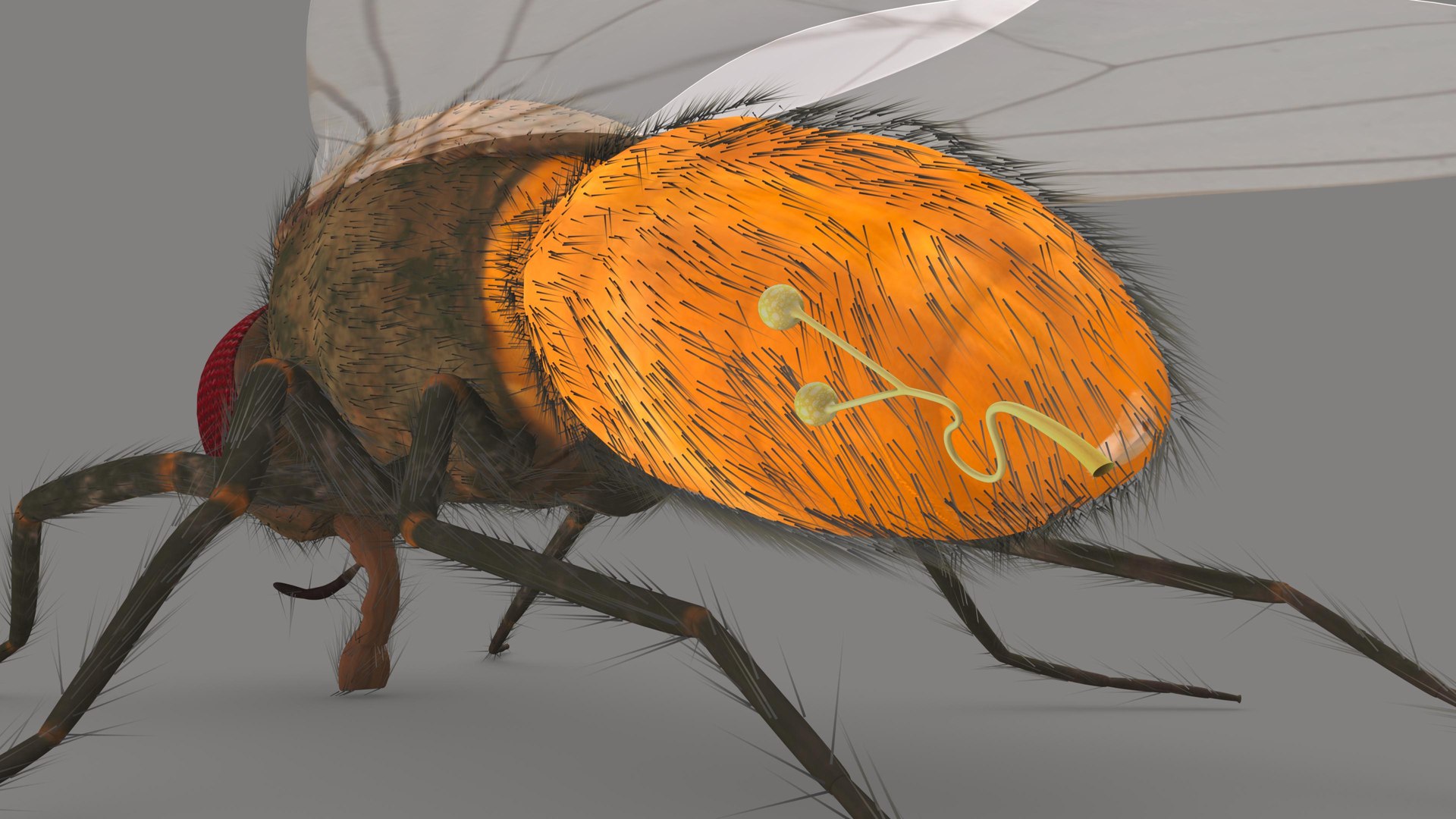 Housefly Male Reproductive System Model - TurboSquid 1803897