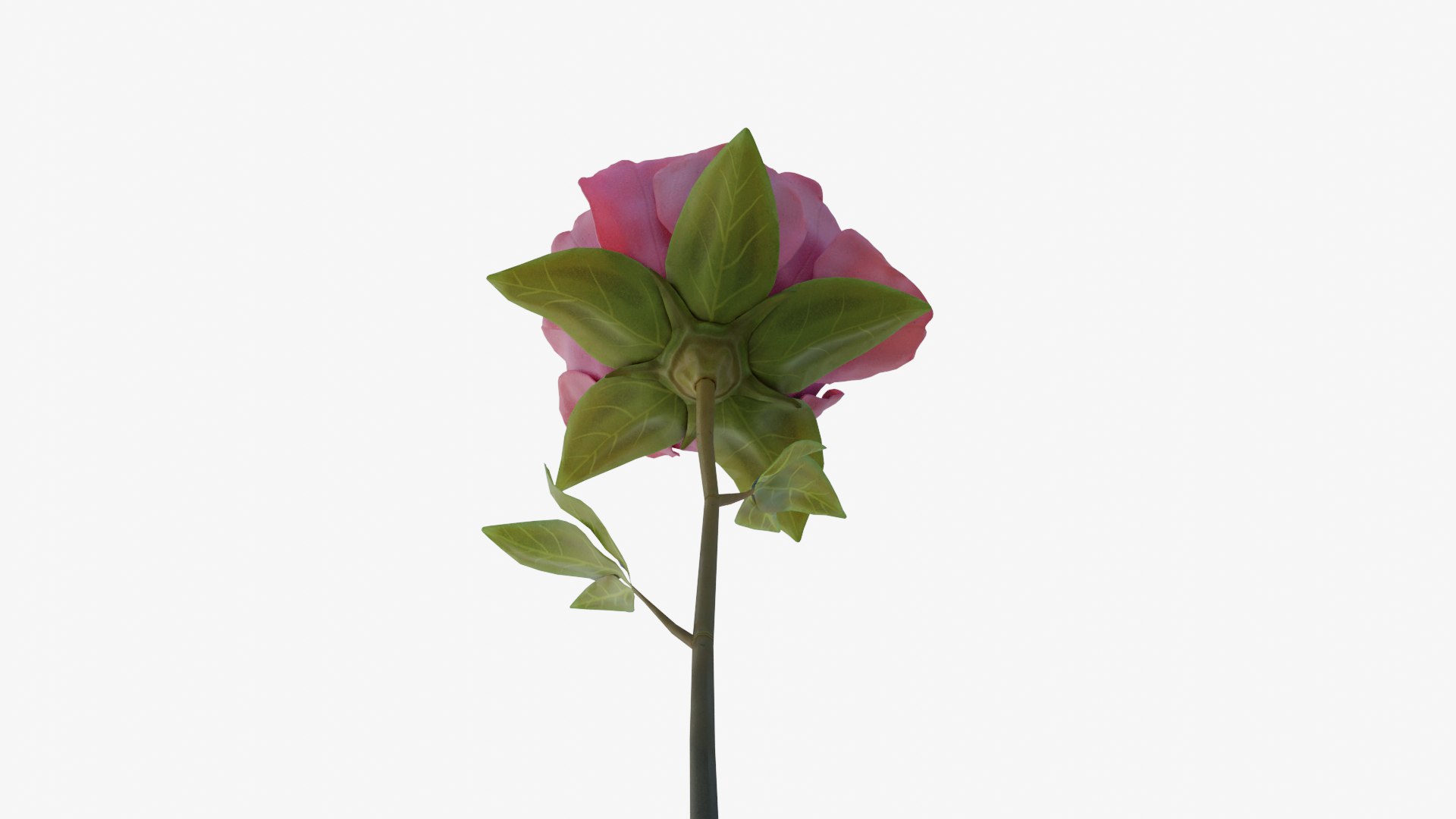Peony Pink Flower 3D Model - TurboSquid 1549503